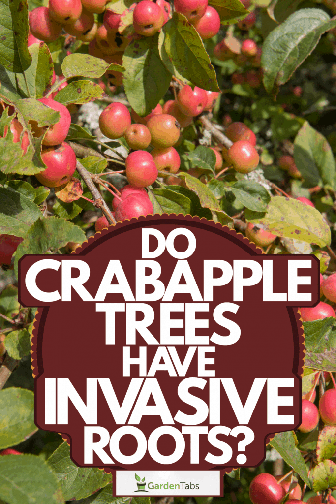 Are crabapples invasive?