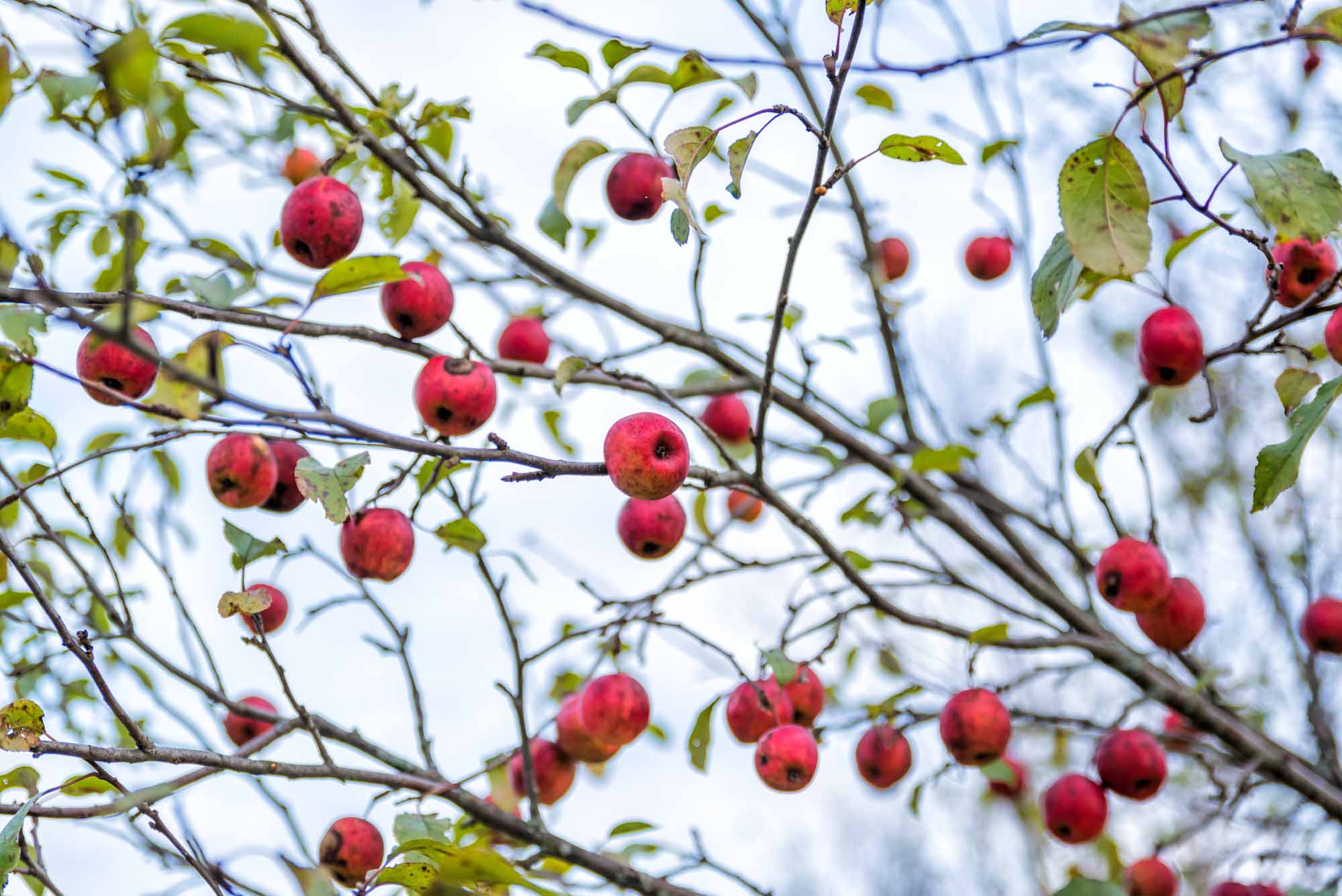 Are crabapples native to Canada?