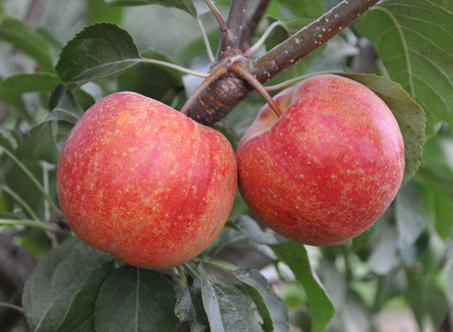 Are crabapples native to New York?