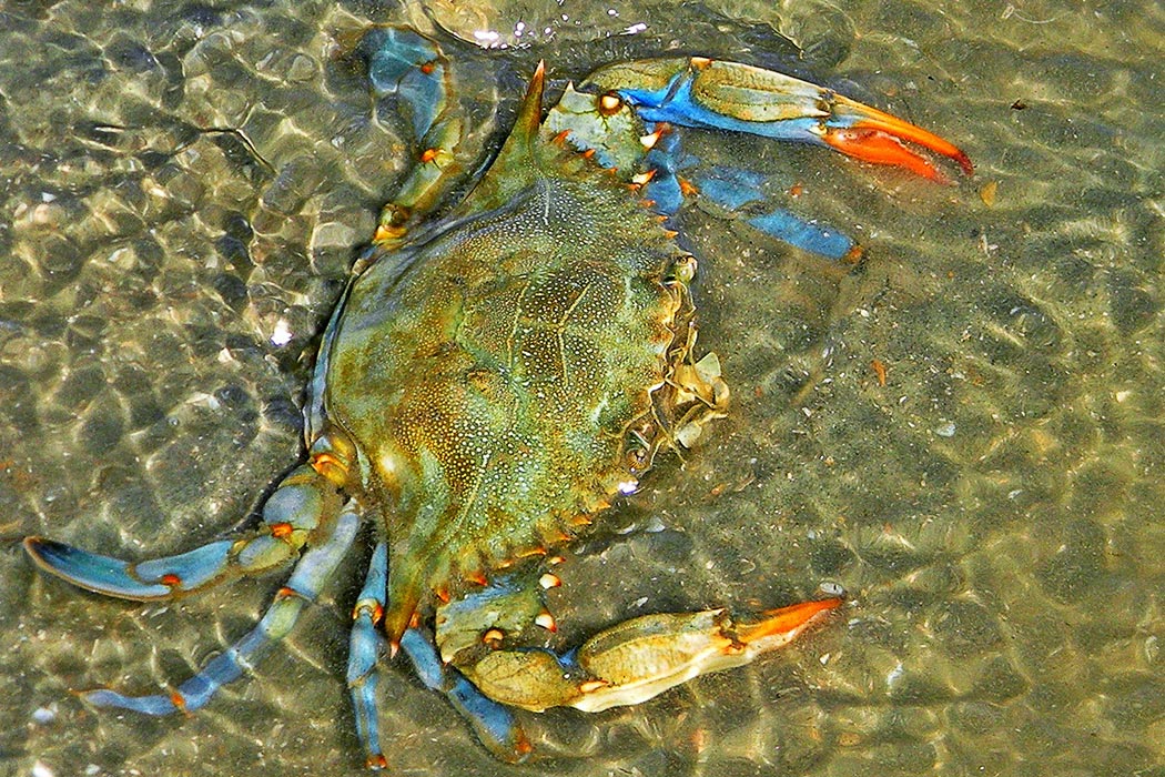 Are crabs aggressive?