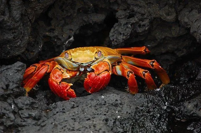 Are crabs and lobsters arachnids?