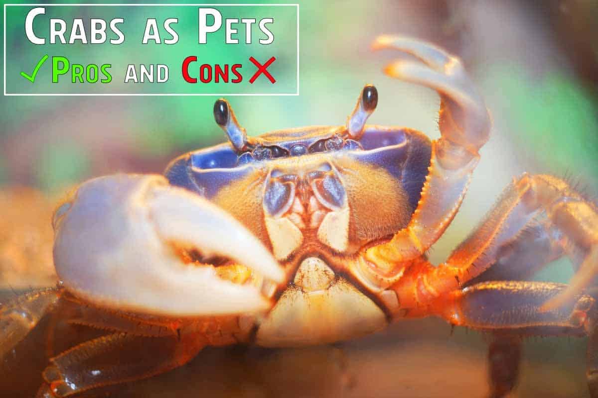 Are crabs bad pets?