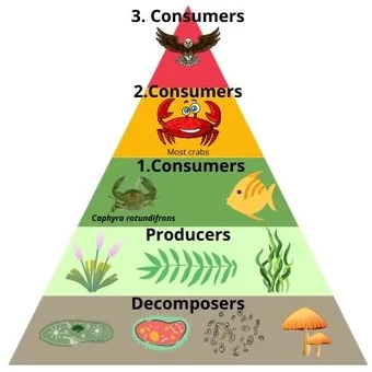 Are crabs decomposers?