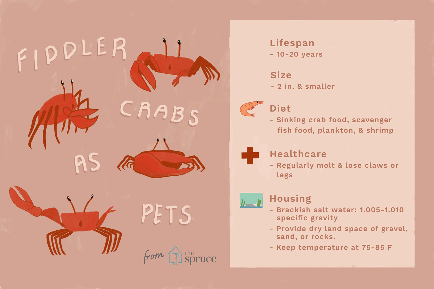 Are crabs easy pets?