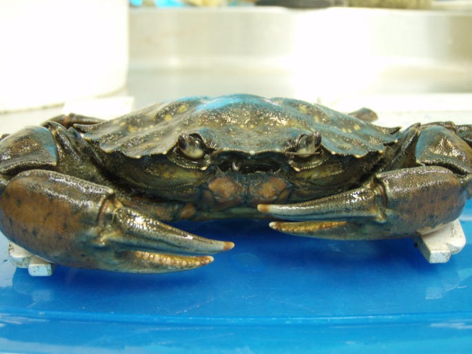 Are crabs from SF bay safe to eat?