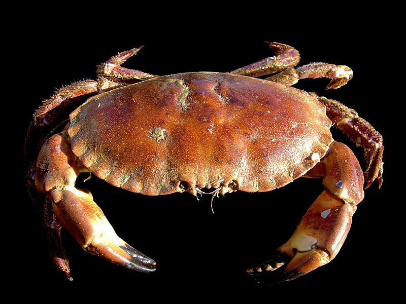 Are crabs red or brown?