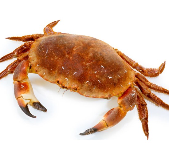 Are crabs seasonal in UK?