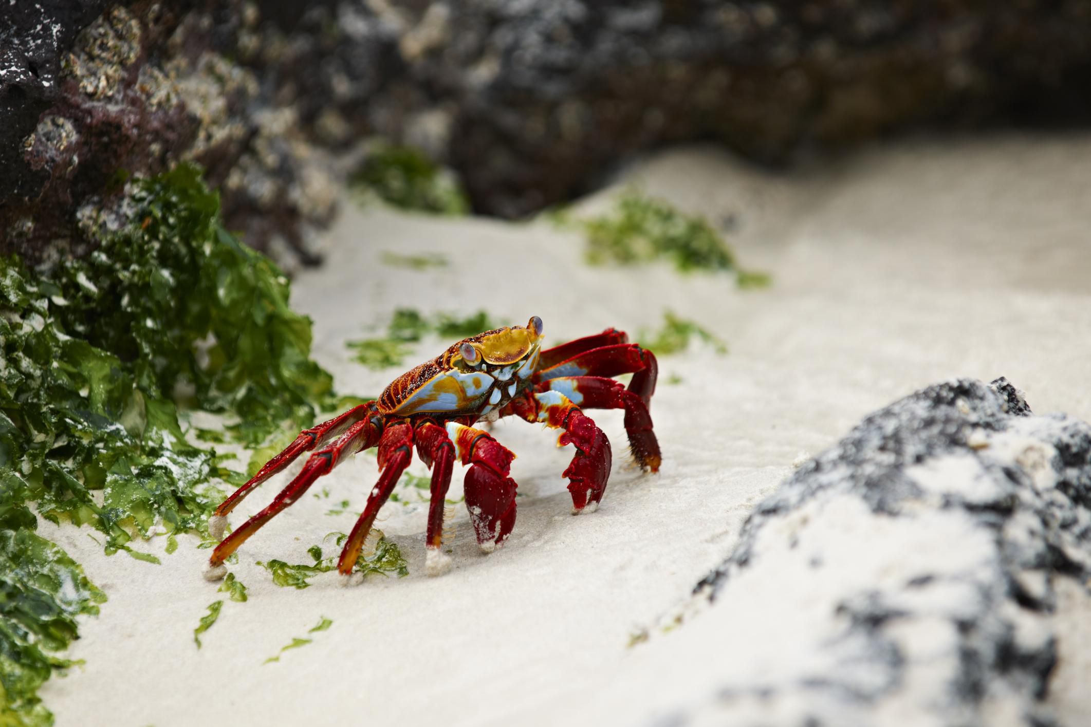 Are crustaceans classified as Least Concern?