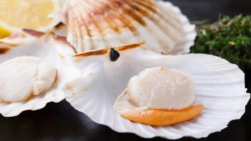 Are discolored scallops safe to eat?