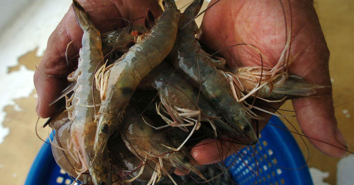 Are farm raised shrimp bad for you?