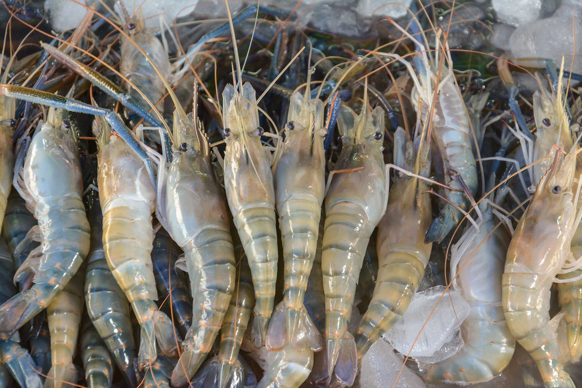 Are farmed shrimps healthy?