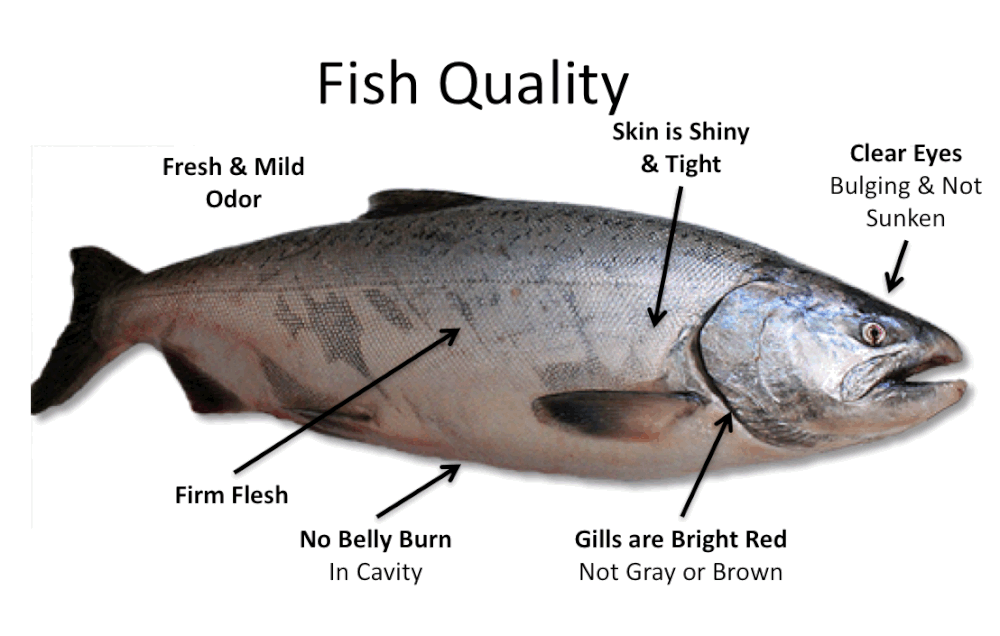 Are fish and shellfish bad for your skin?