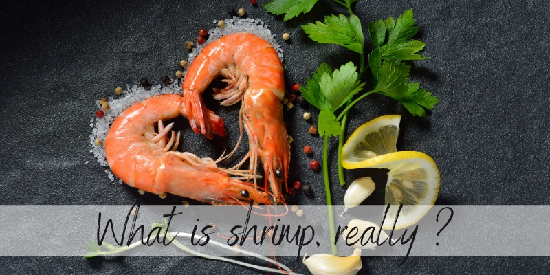 Are fish and shrimp in the same family?