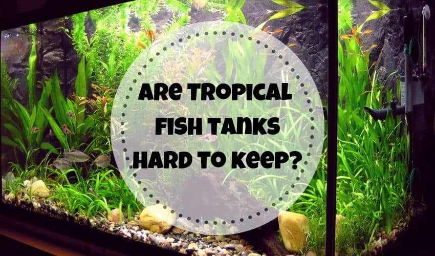 Are fish aquariums hard to maintain?