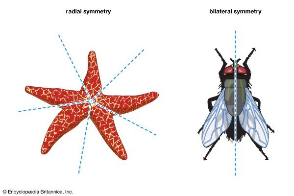 Are fish asymmetrical radial or bilateral?
