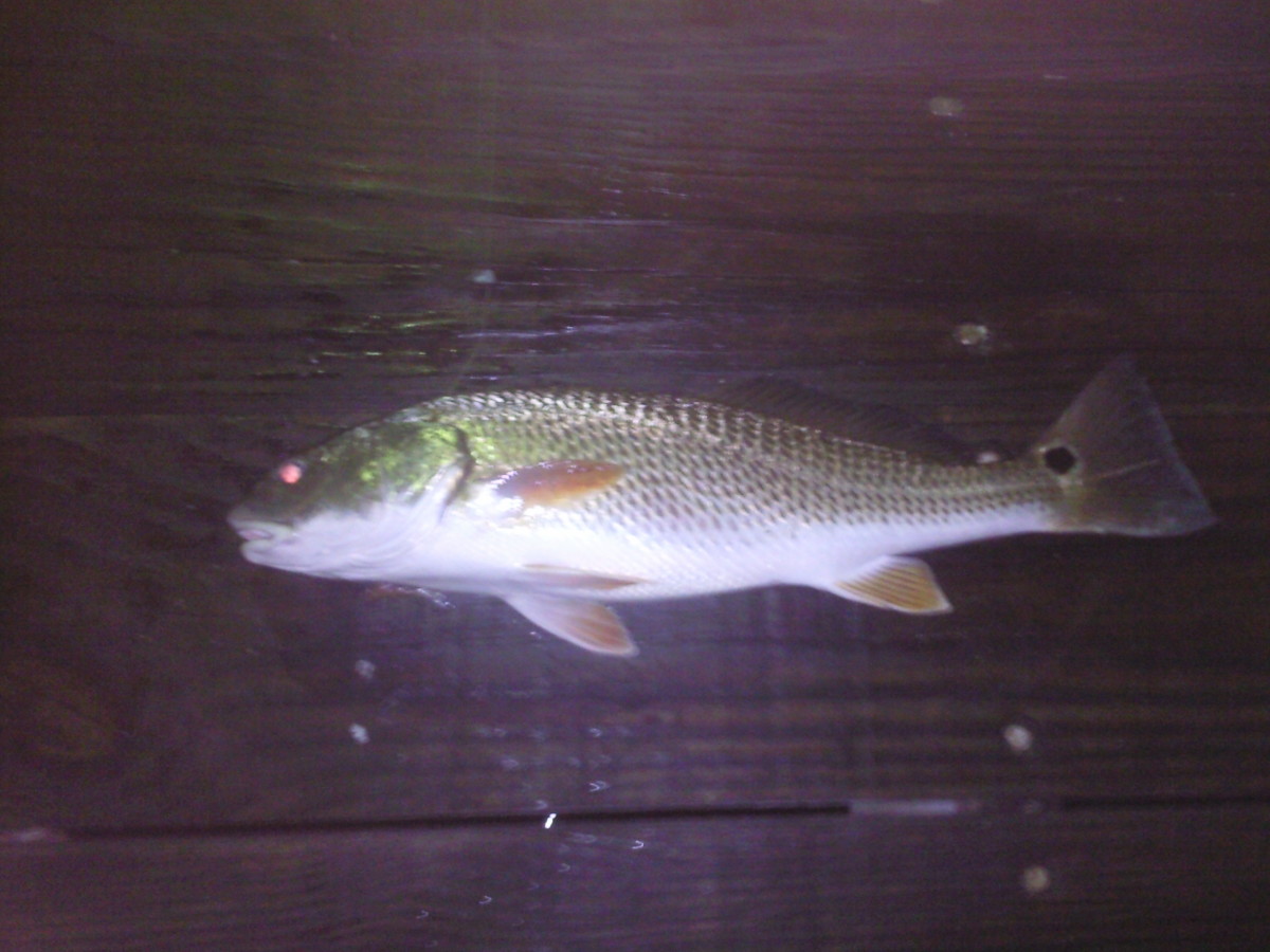 Are fish easier to catch at night?