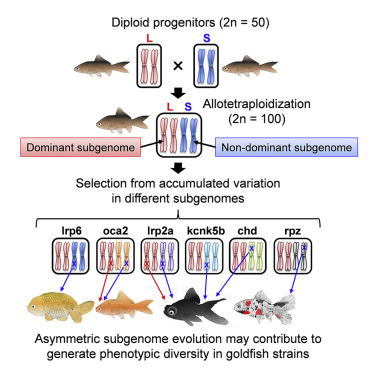 Are fish genetically diverse?