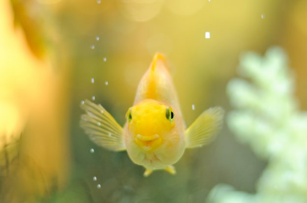 Are fish happy in aquariums?