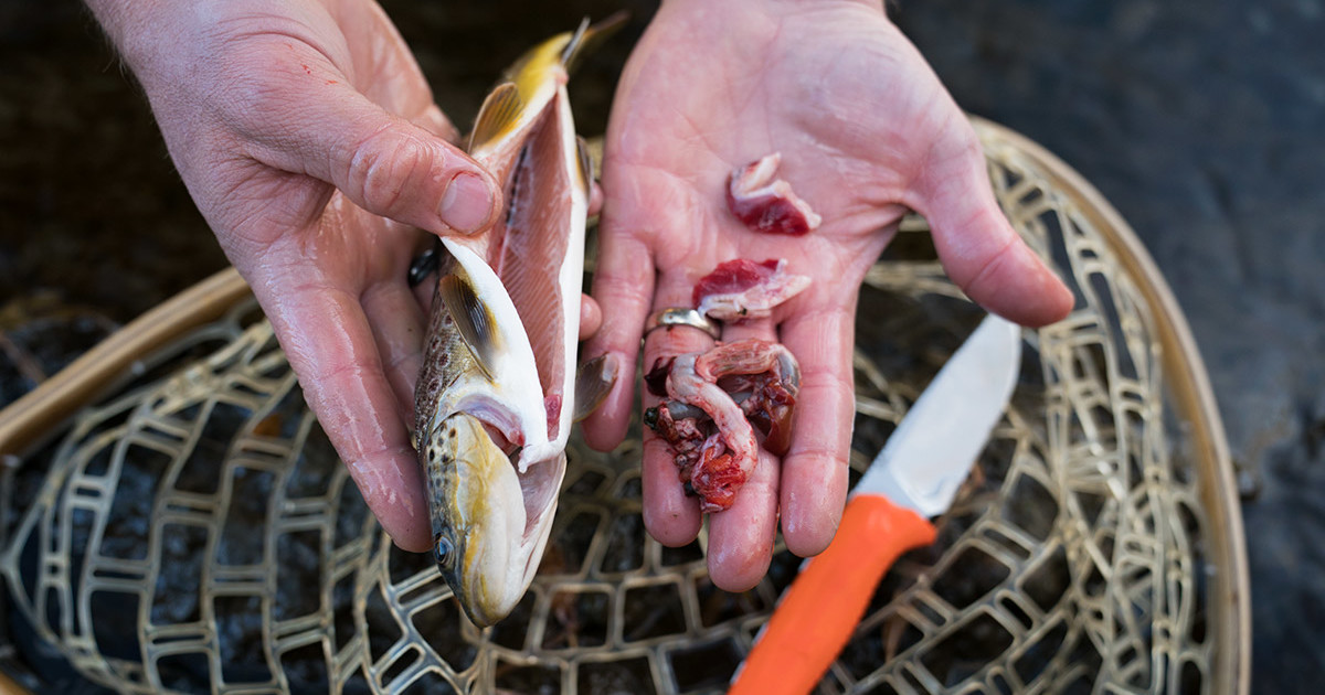 Are fish innards edible?