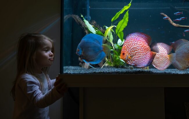 Are fish more active at night?