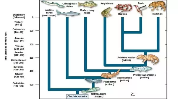 Are fish related to mammals?