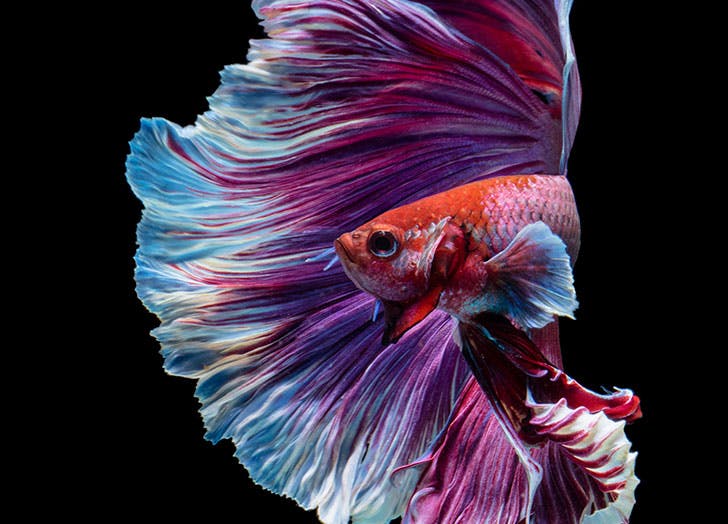 Are fish the best pets?