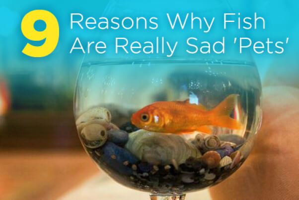 Are fish unhappy in aquariums?