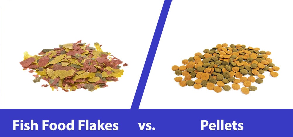 Are flakes or pellets better for fish?