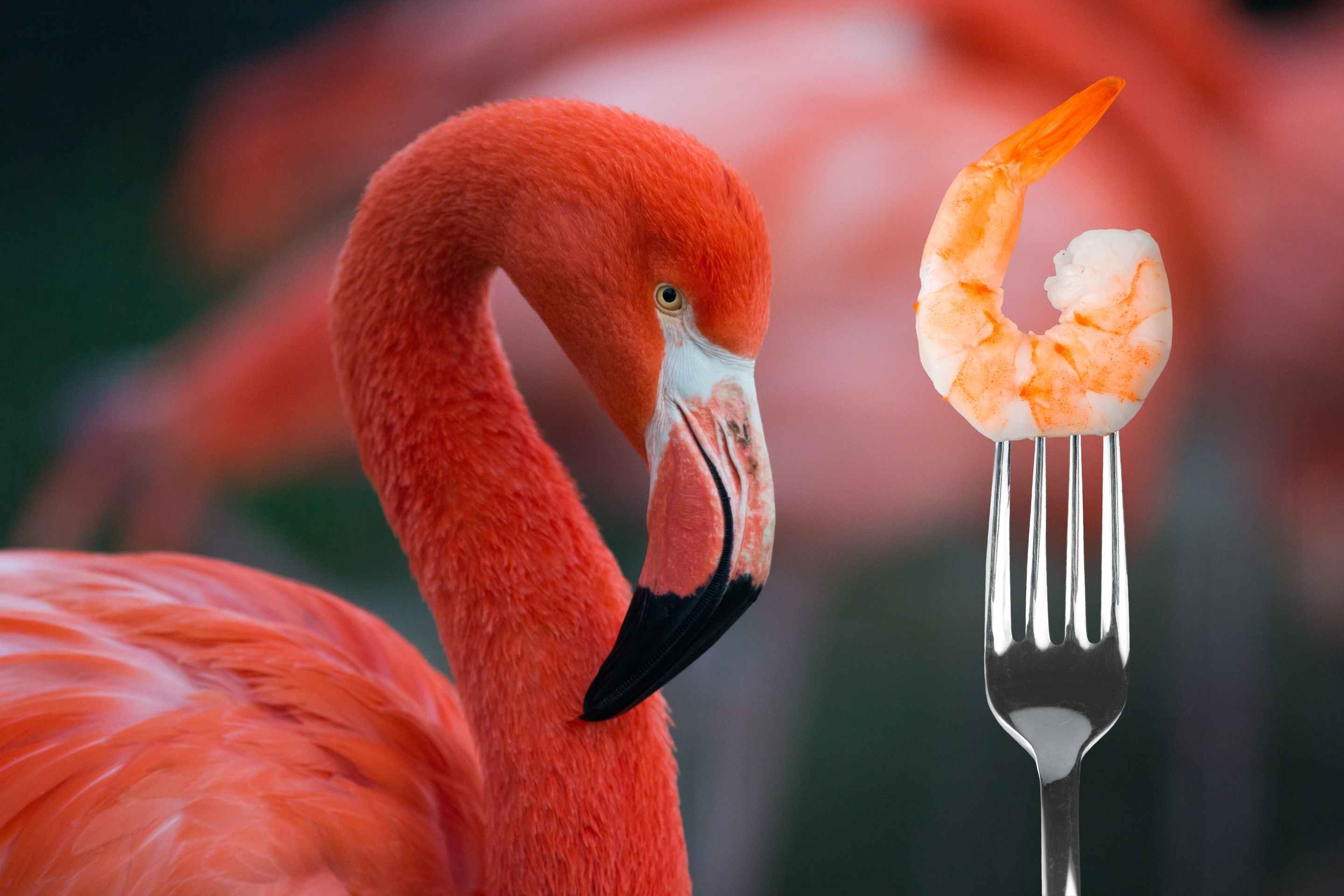 Are flamingos really pink because they eat shrimp?