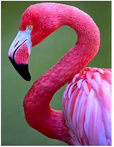 Are flamingos white if they don't eat shrimp?
