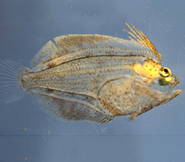 Are flatfish symmetrical?