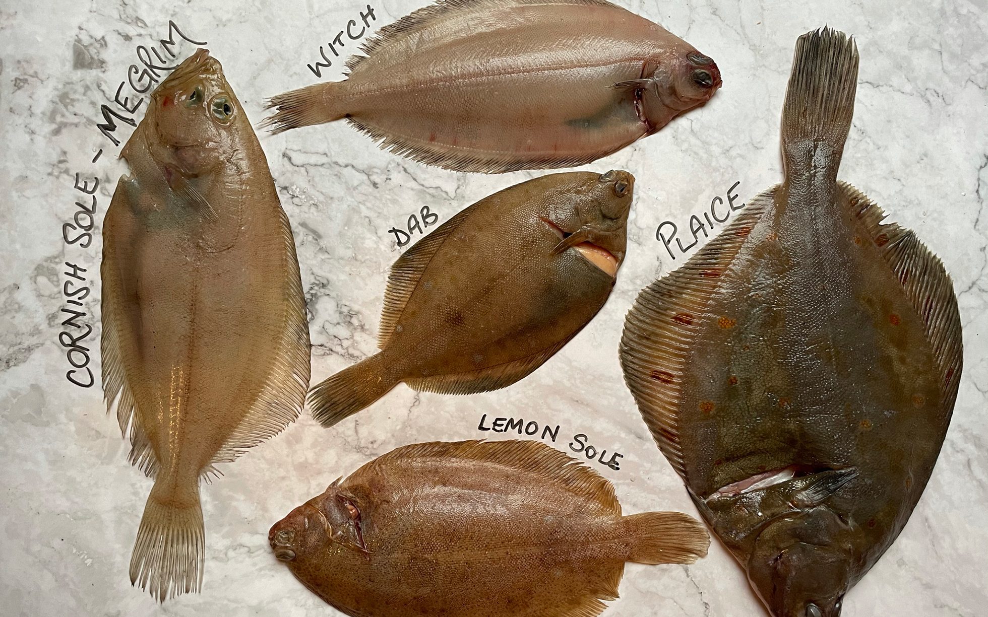Are flatfish the same in the US and the UK?