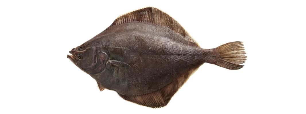 Are flounder caught in Alaska?