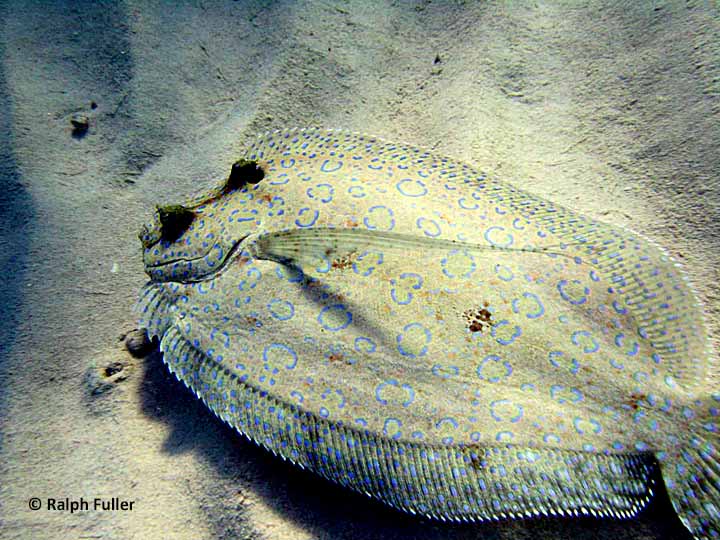 Are flounders always flat?