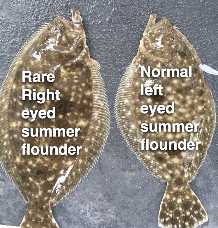 Are flounders left-eyed or right-eyed?