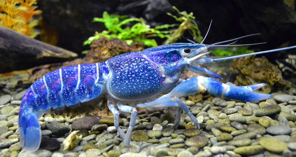 Are freshwater lobsters aggressive?