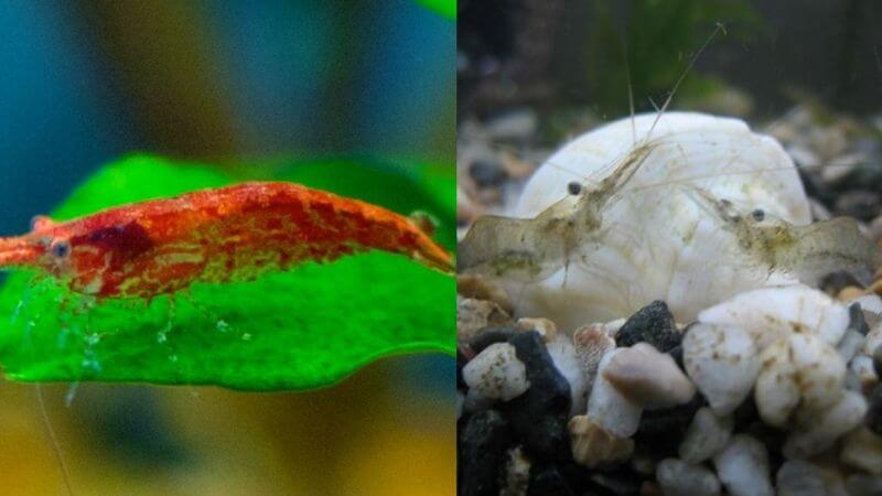 Are ghost shrimp better than cherry shrimp?