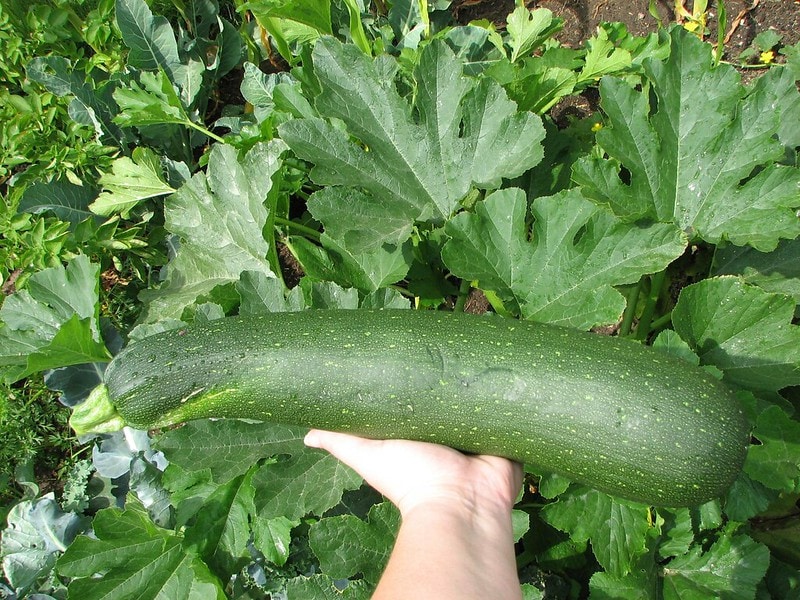 Are giant zucchini edible?