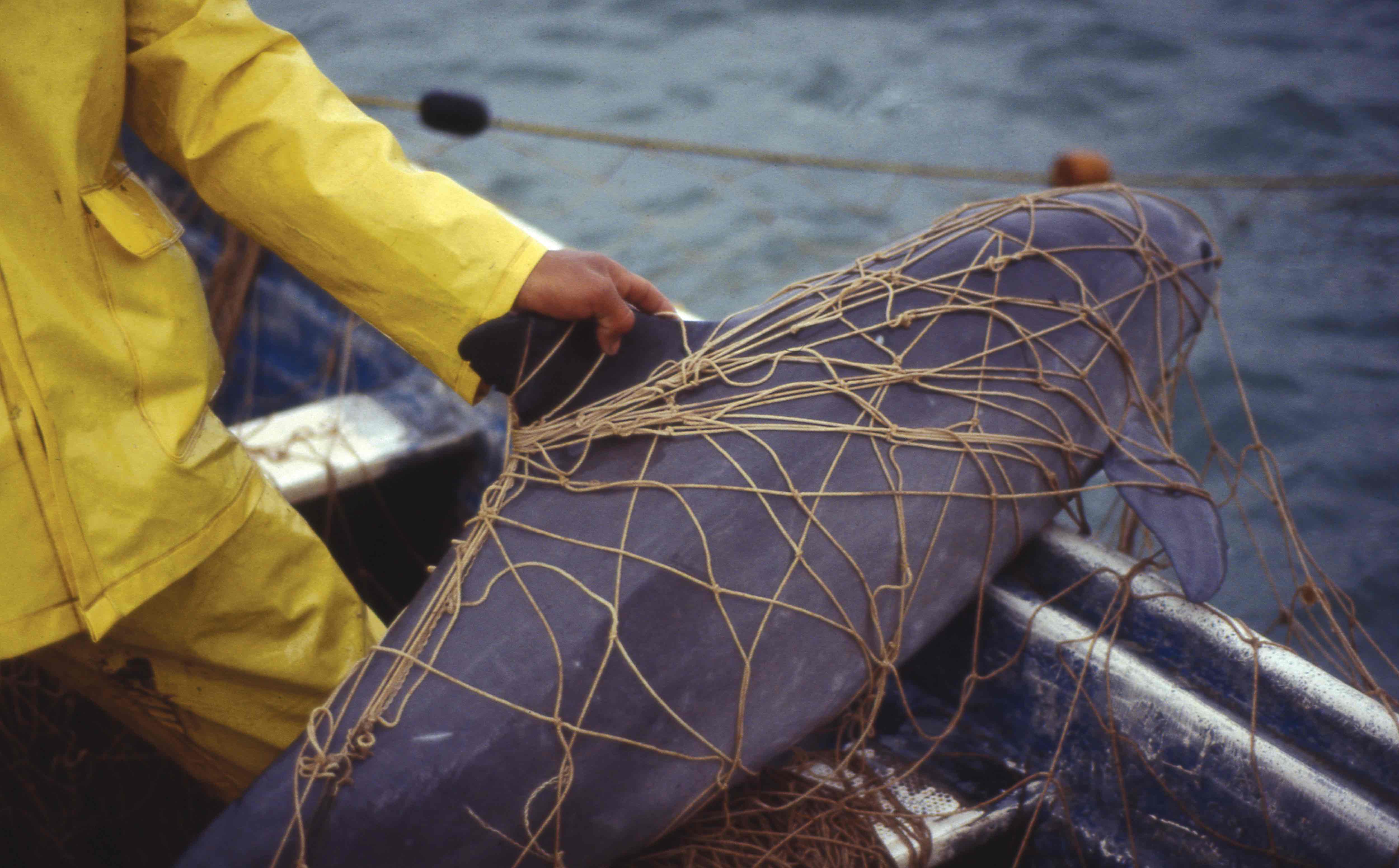 Are gill nets banned in Mexico?