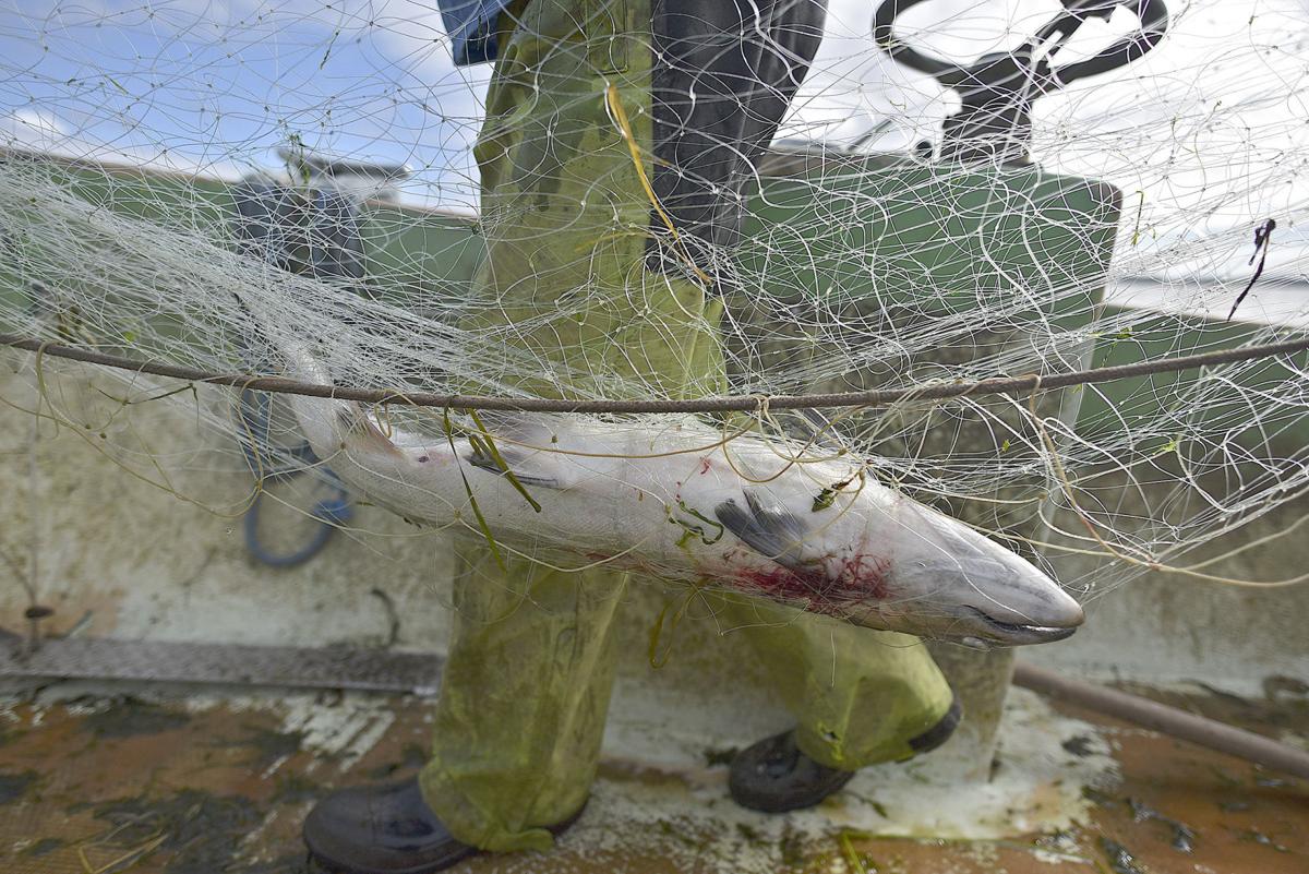 Are gill nets legal in Washington state?