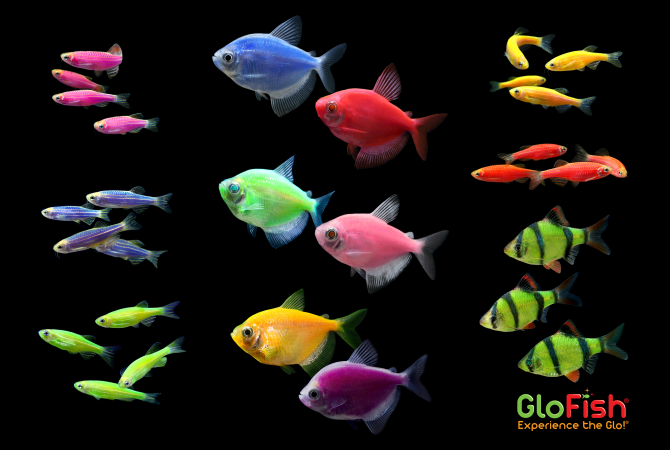Are GloFish good for beginners?