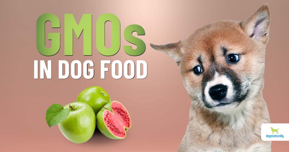 Are GMOs bad for dogs?