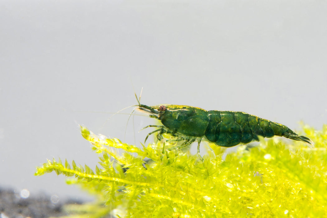 Are green jade shrimp rare?