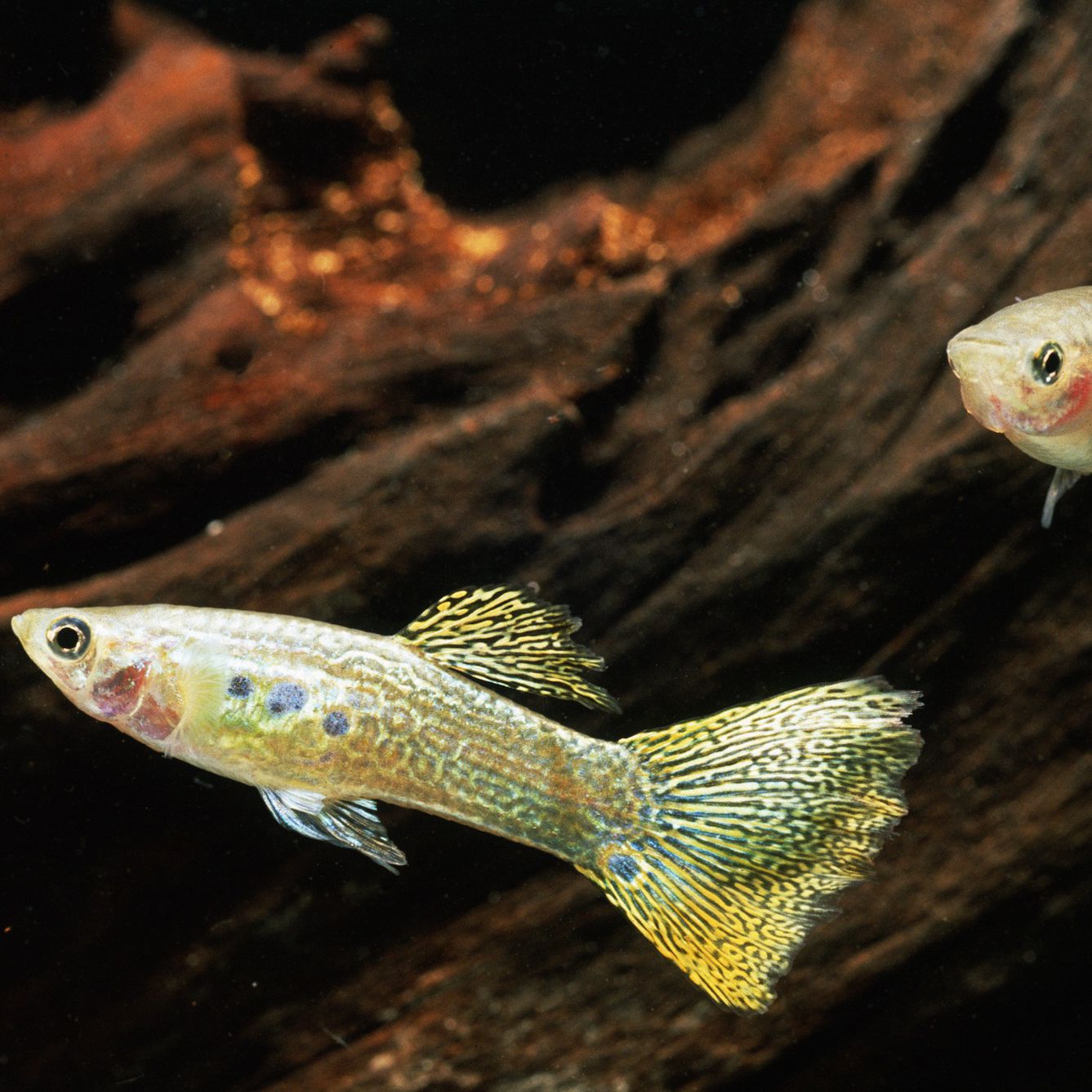 Are guppies OK with hard water?