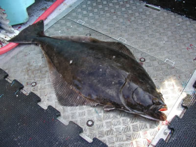 Are Halibut found in Canada part of the same stock?