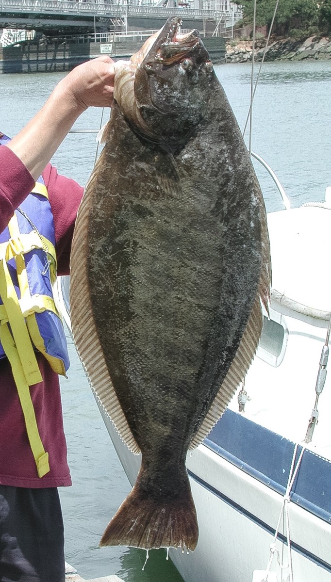 Are halibut saltwater fish?