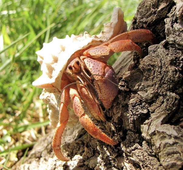 Are hermit crabs better alone or in pairs?