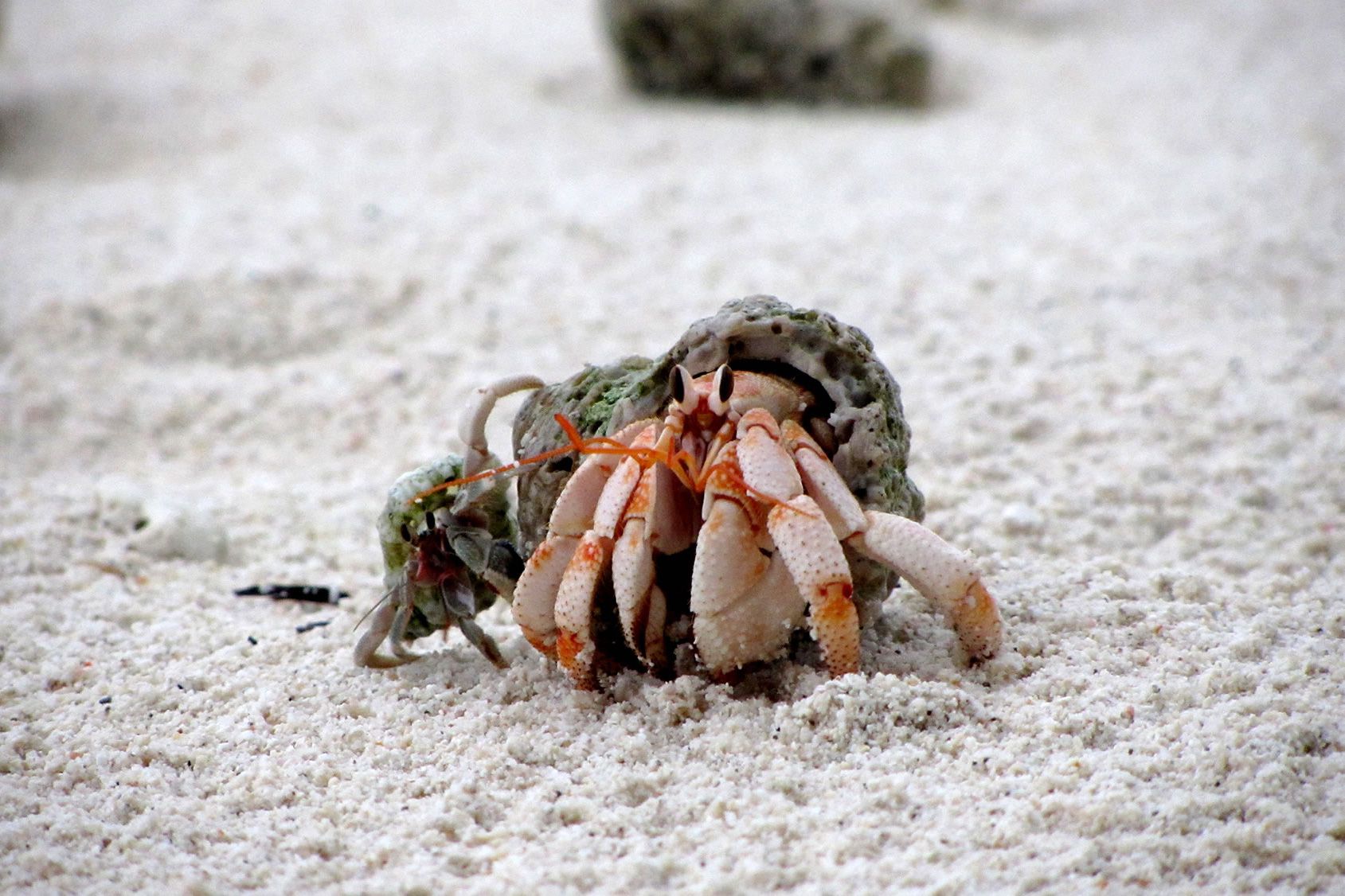 Are hermit crabs easy pets?