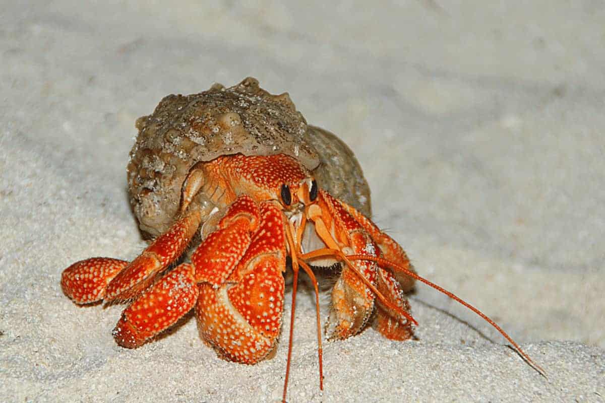 Are hermit crabs ever active during the day?