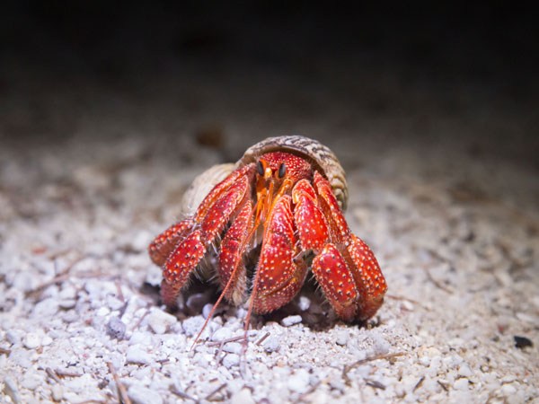 Are hermit crabs nocturnal?